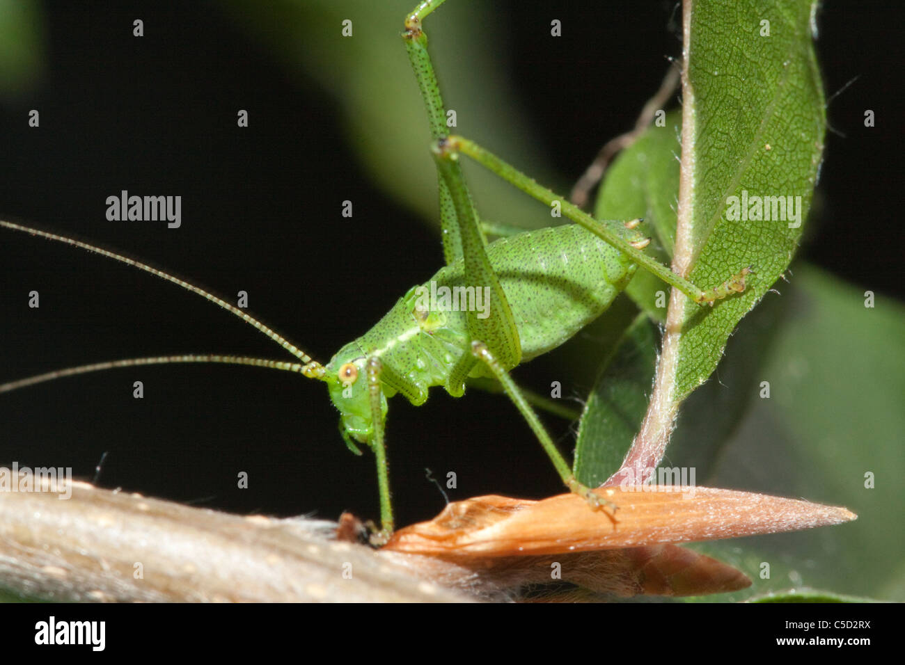 Speckled bush cricket, Leptophyes punctatissima, a green bug on a leaf ...