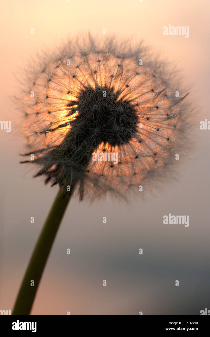 Dandelion clock with seeds hi-res stock photography and images - Alamy