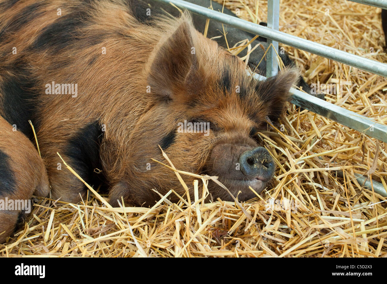 Kunekune pig hi-res stock photography and images - Alamy