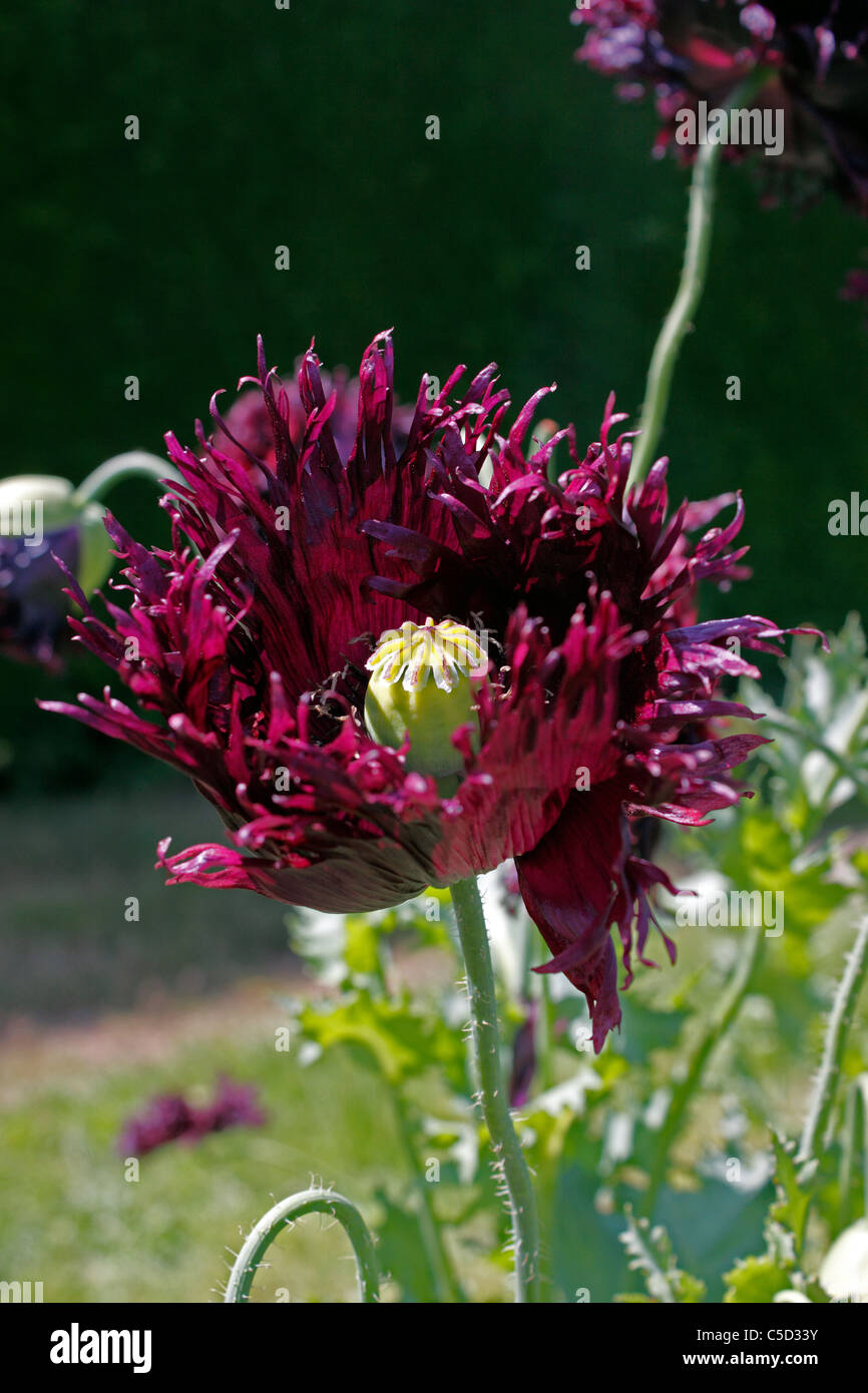 Papaver somniferum black swan hi-res stock photography and images - Alamy