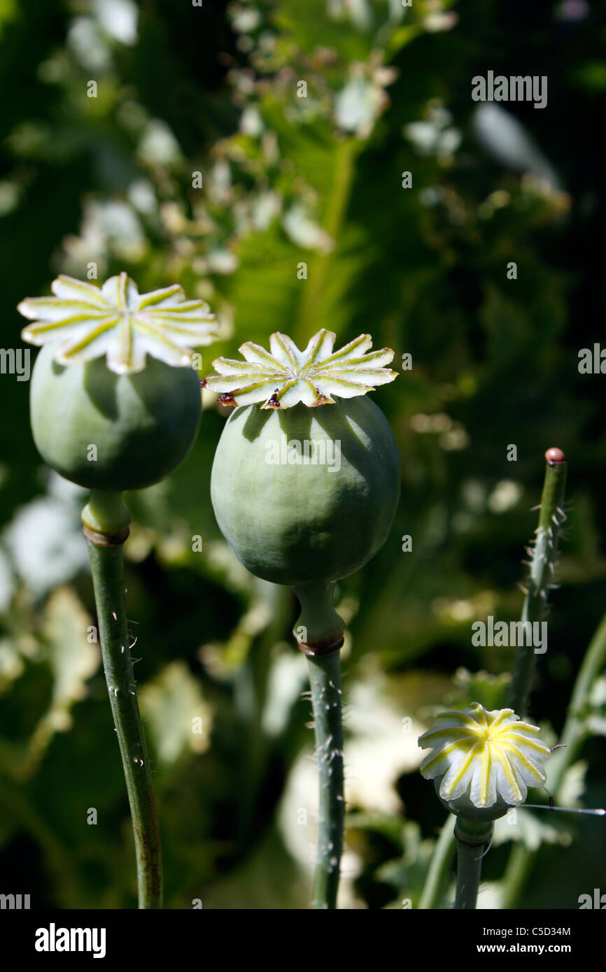 THE SEED PODS OF PAPAVER SOMNIFERUM BLACK SWAN. UK Stock Photo - Alamy