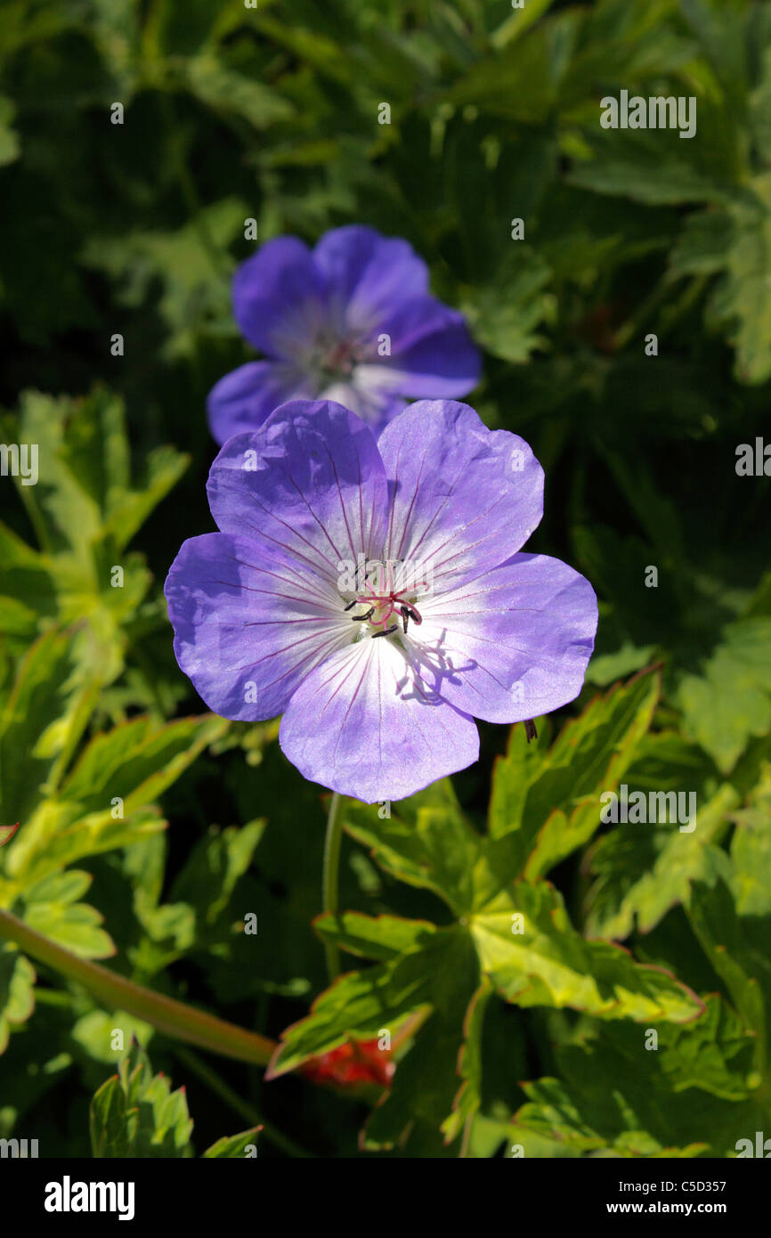 Geranium rozanne flower hi-res stock photography and images - Alamy