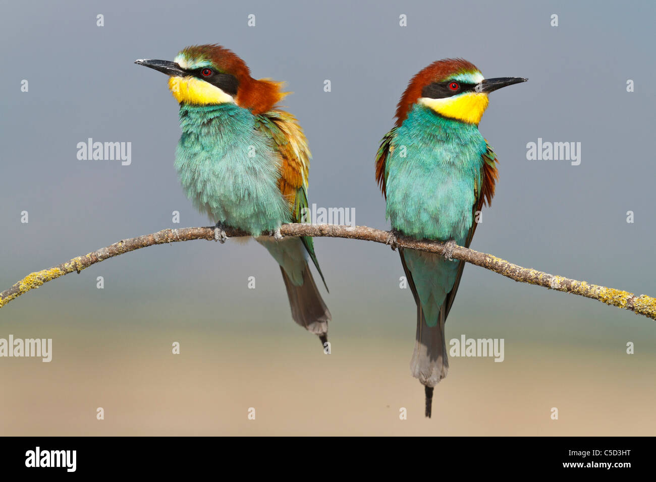Bee eater apiaster spain hi-res stock photography and images - Alamy