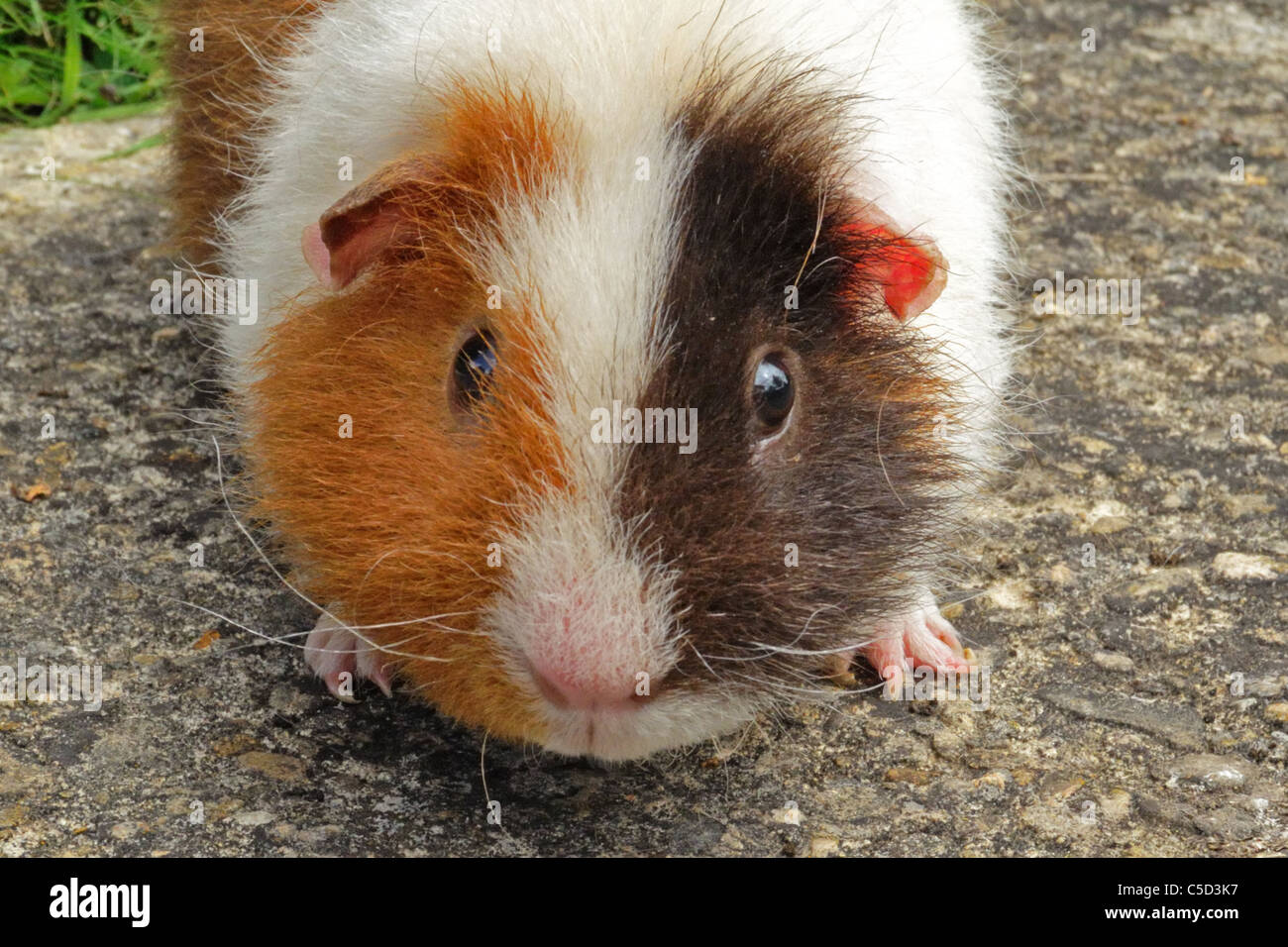 Piog hi-res stock photography and images - Alamy