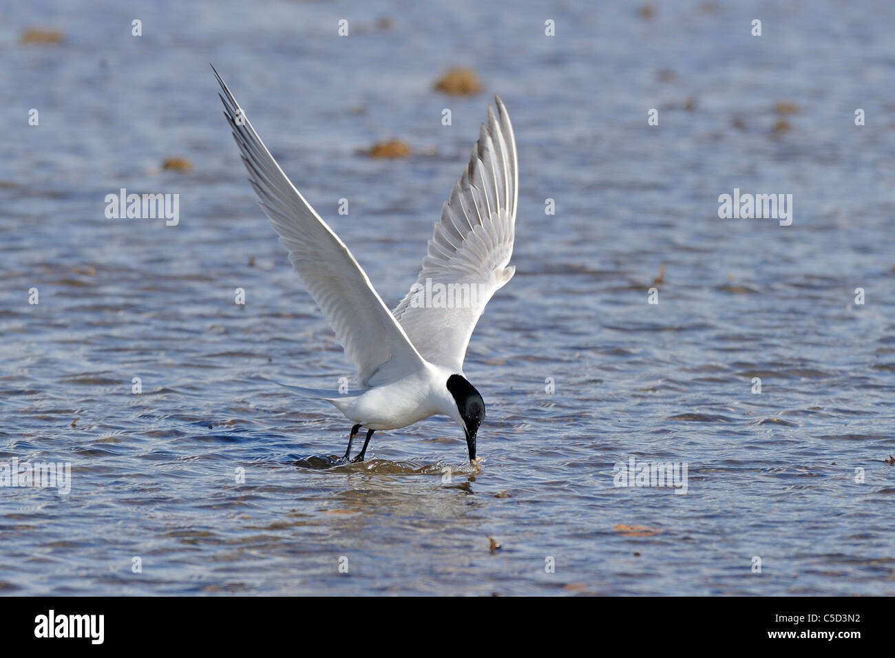 Tern fishing hi-res stock photography and images - Alamy