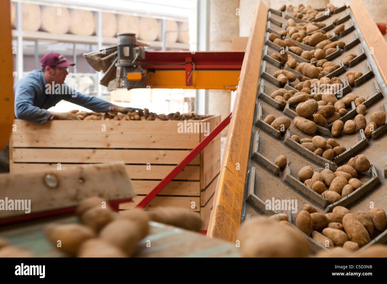 Potato sorting hi-res stock photography and images - Alamy