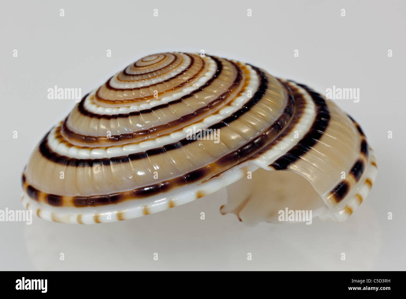 Sundial Shell High Resolution Stock Photography and Images - Alamy