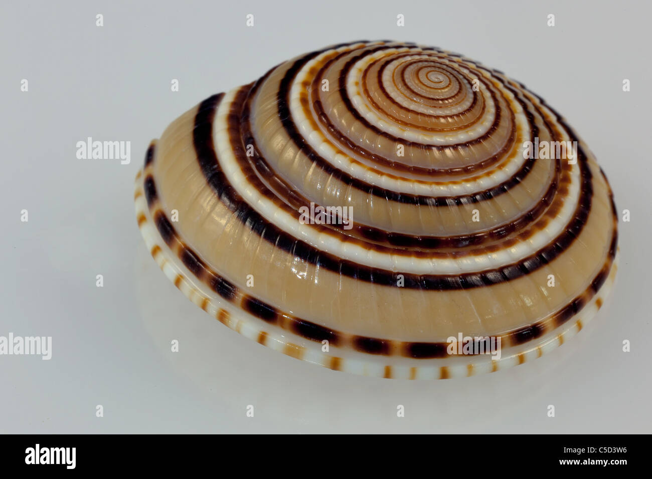 Small Sundial seashell Stock Photo - Alamy