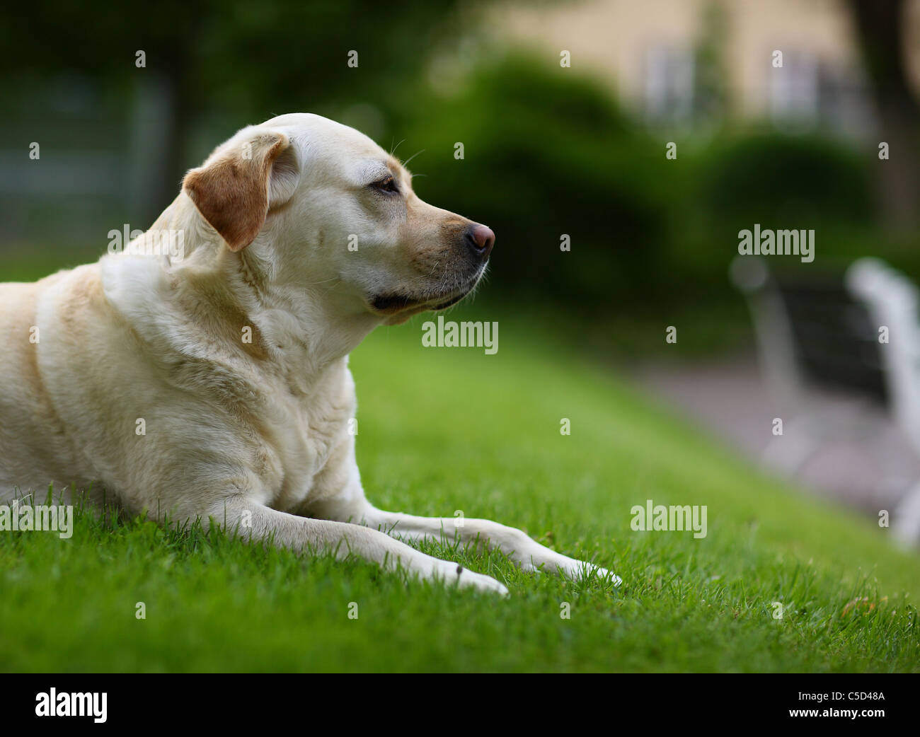 Labrador Side View High Resolution Stock Photography and Images - Alamy