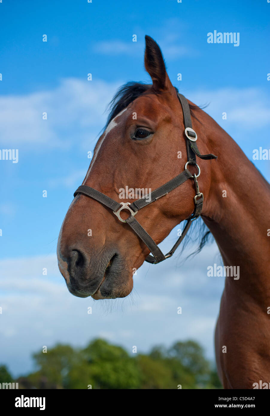 Horse ears alert hi-res stock photography and images - Alamy