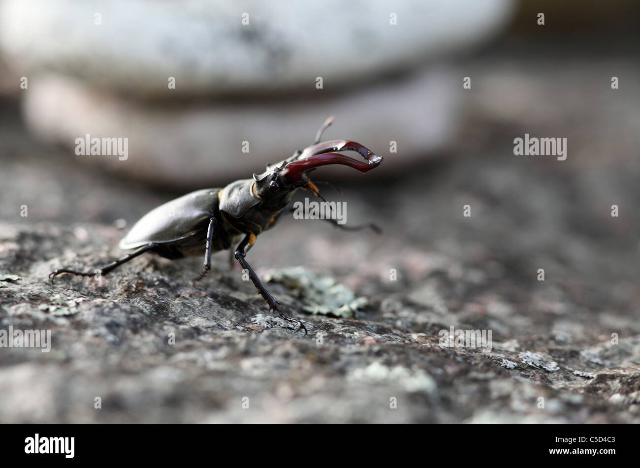 Large black ground beetle hi-res stock photography and images - Alamy