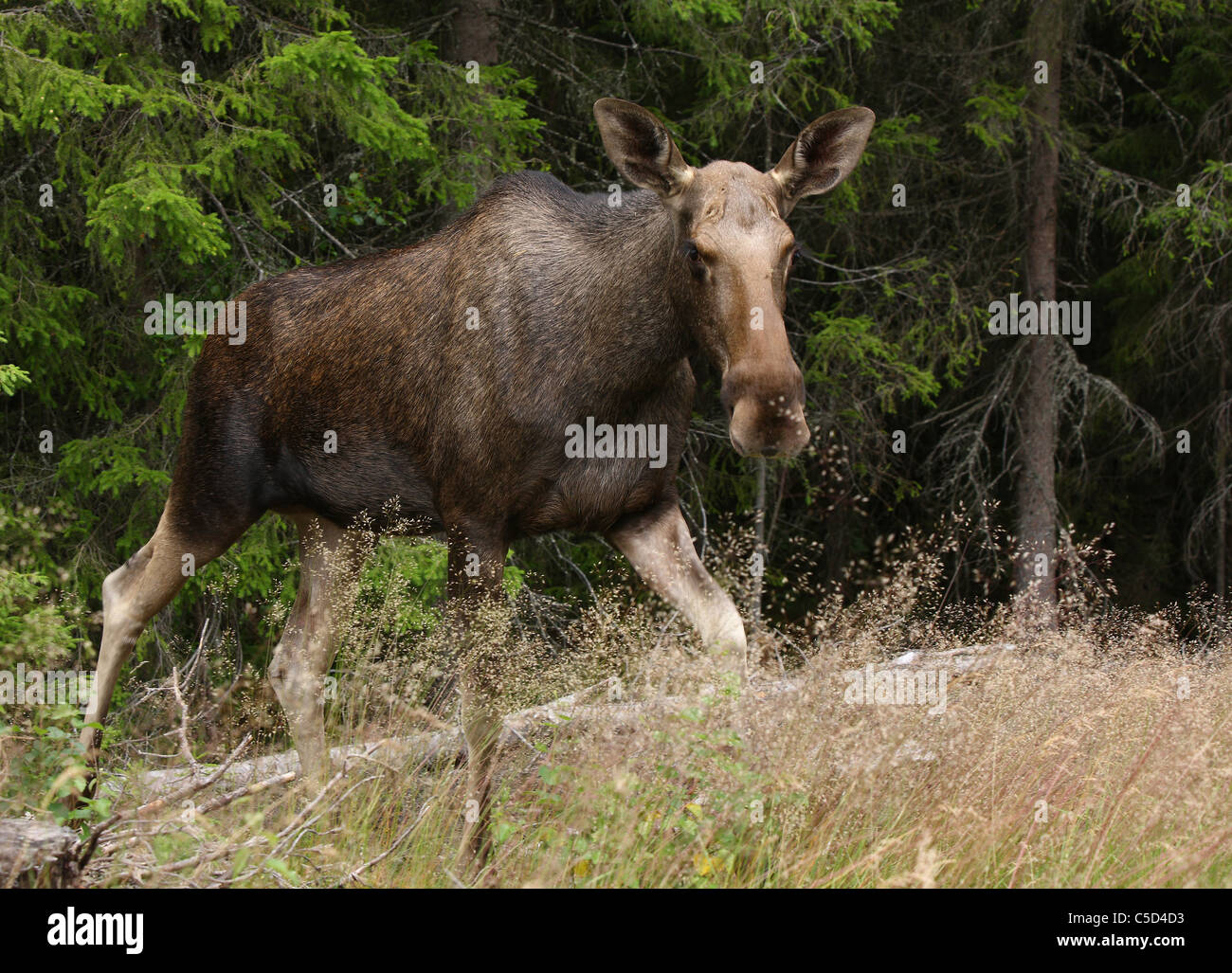 Moose With Trees High Resolution Stock Photography and Images - Alamy