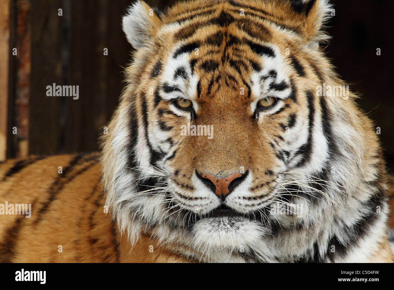 Tiger Face Close Up Portrait High Resolution Stock Photography and ...