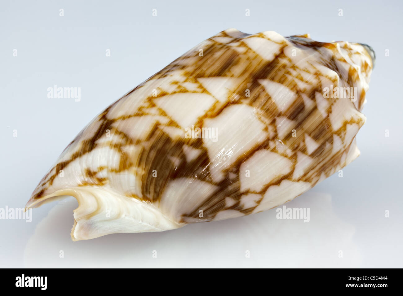 Cone Shaped Shell High Resolution Stock Photography and Images - Alamy