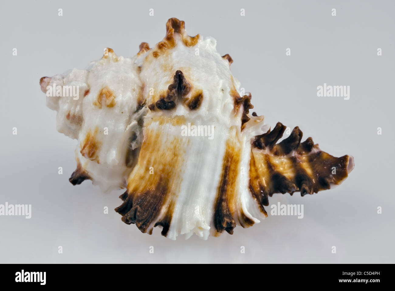 Murex seashell hi-res stock photography and images - Alamy
