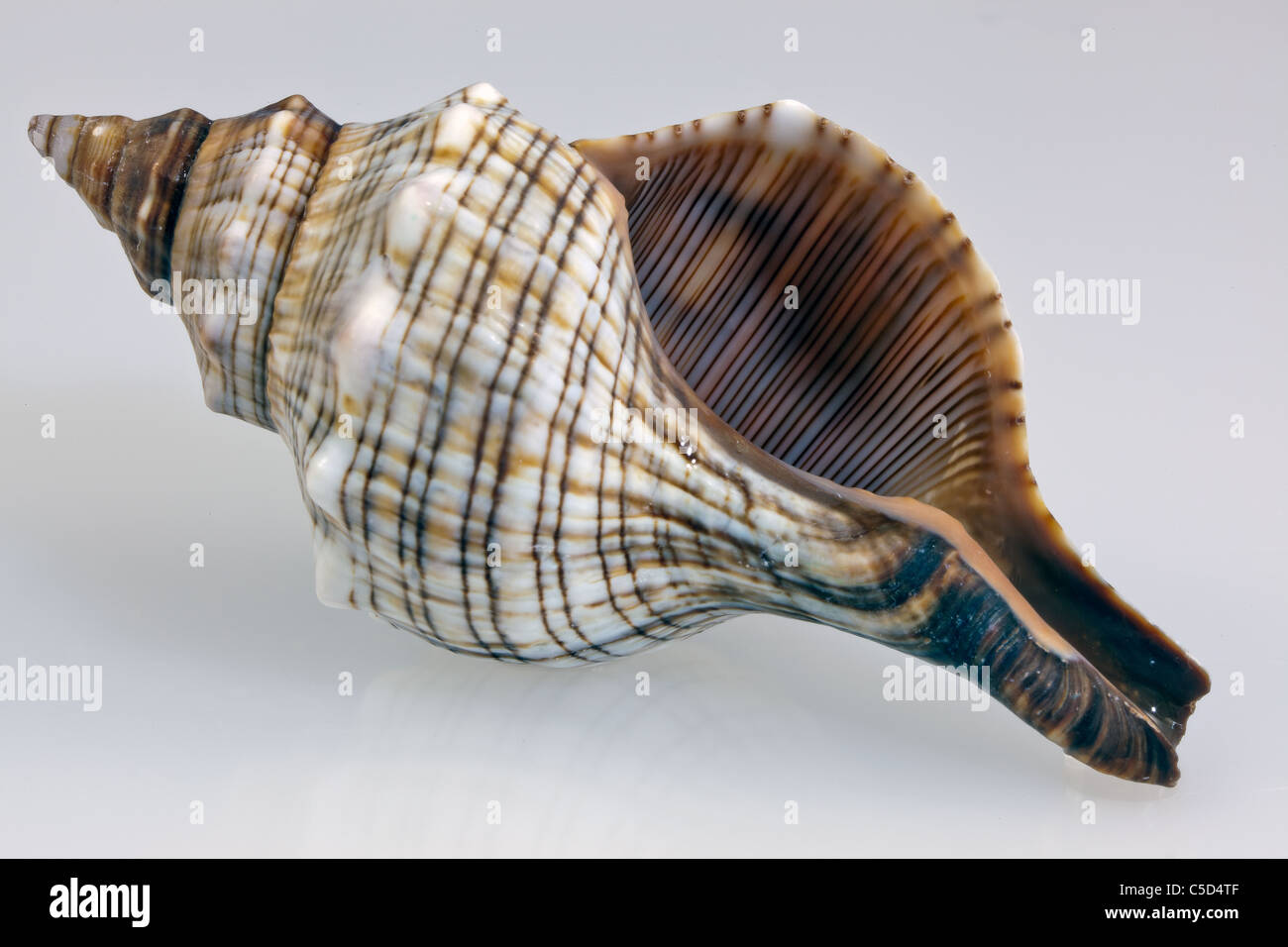 Baby Red Foxhead seashell Stock Photo - Alamy