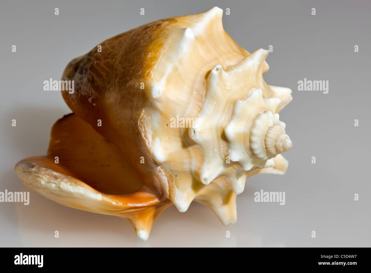 Seashell spikes hi-res stock photography and images - Alamy