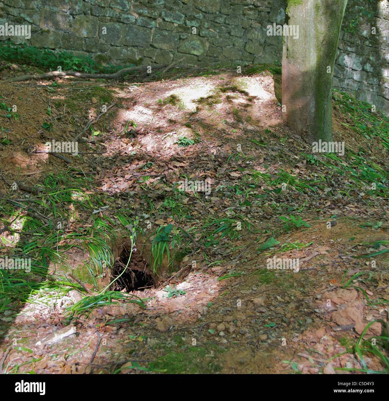 Badger sett hi-res stock photography and images - Alamy