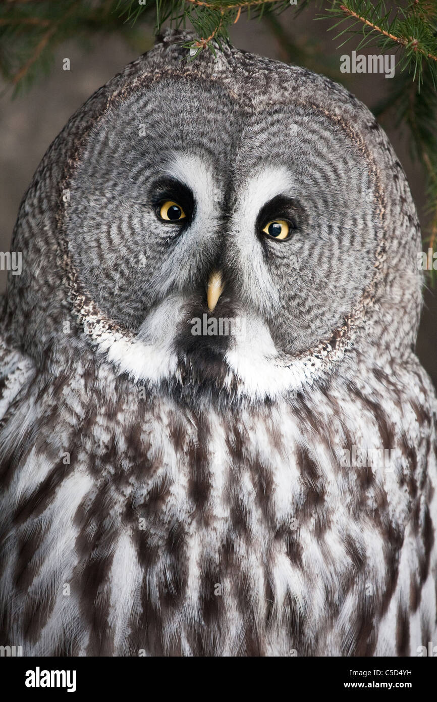 Portrait of an owl hi-res stock photography and images - Alamy