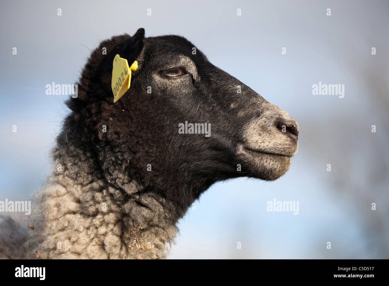 Sheep profile hi-res stock photography and images - Alamy