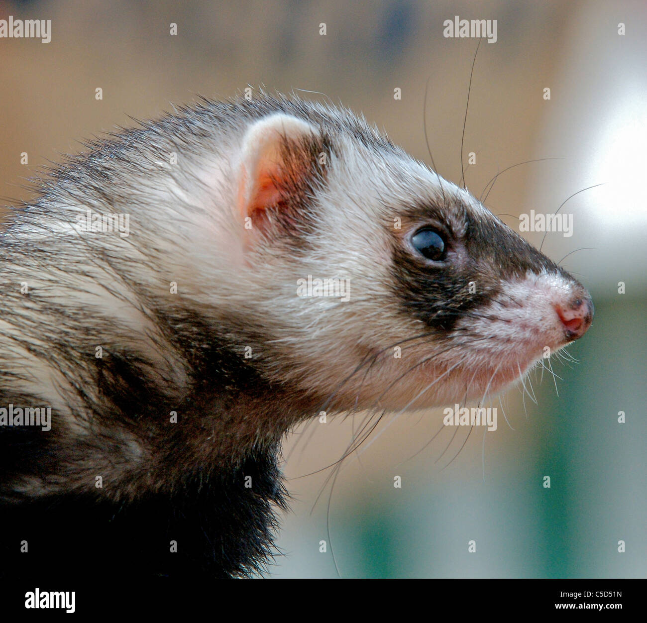 Ferret (Mustelo furo) The ferret is the domesticated form of the ...