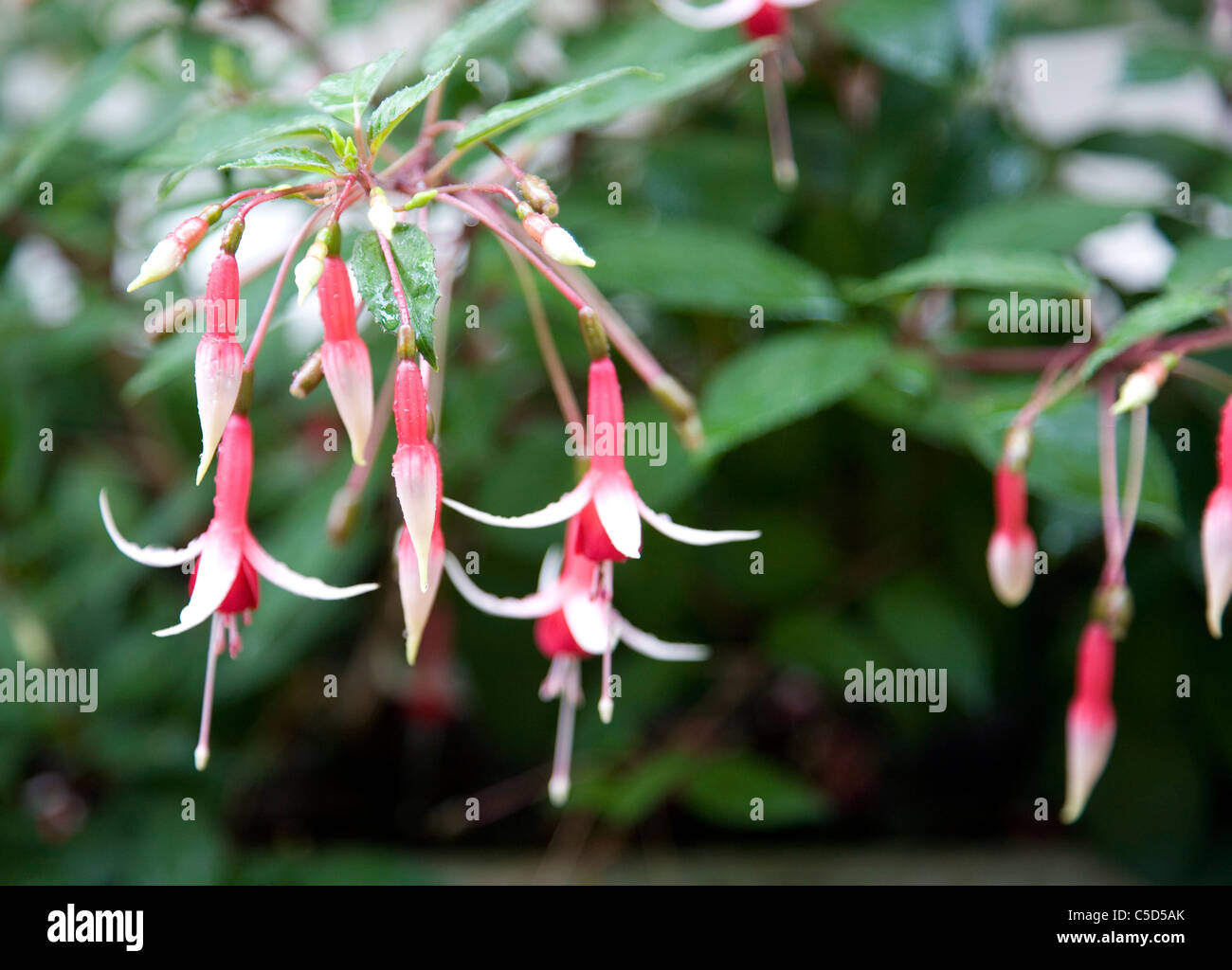 Fuchsia with raindrops hi-res stock photography and images - Alamy