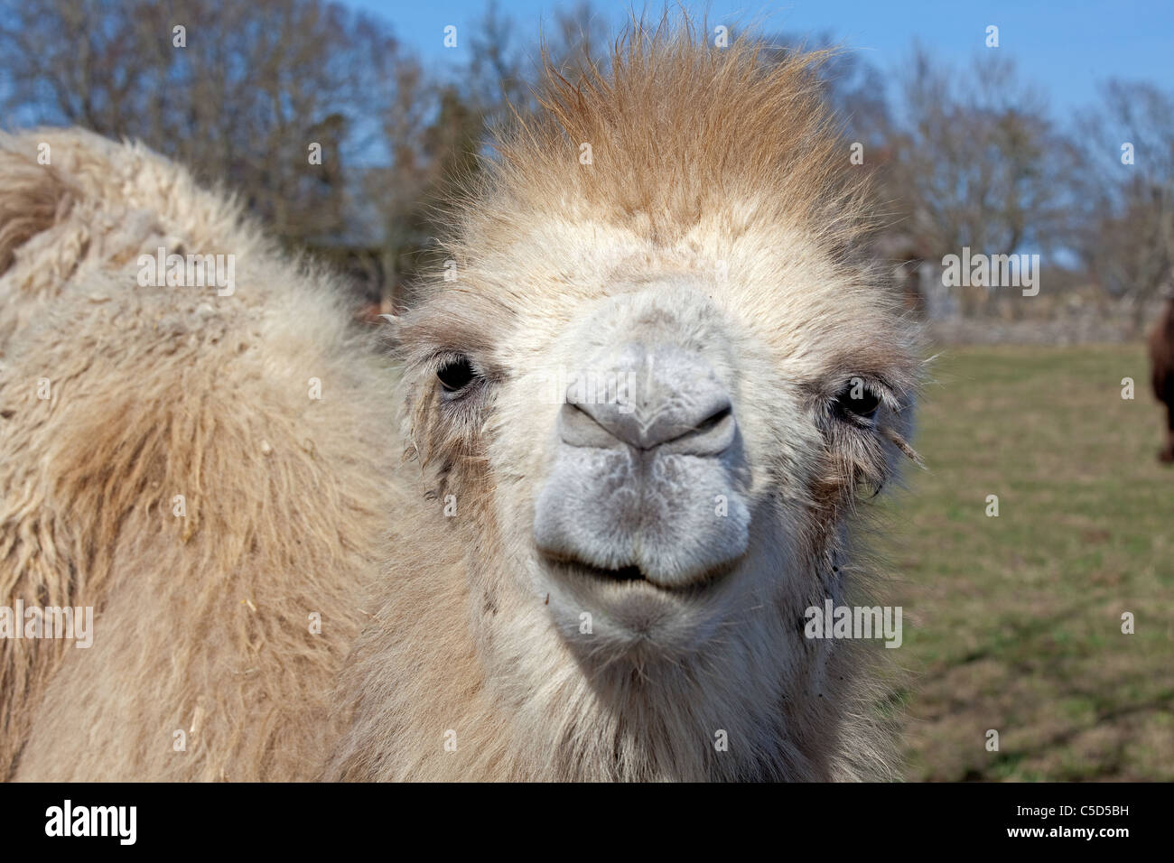 Close up nose camel hi-res stock photography and images - Alamy