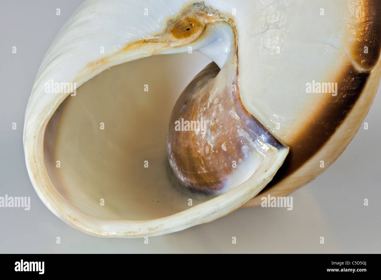 Giant Brown Snail shell Stock Photo - Alamy