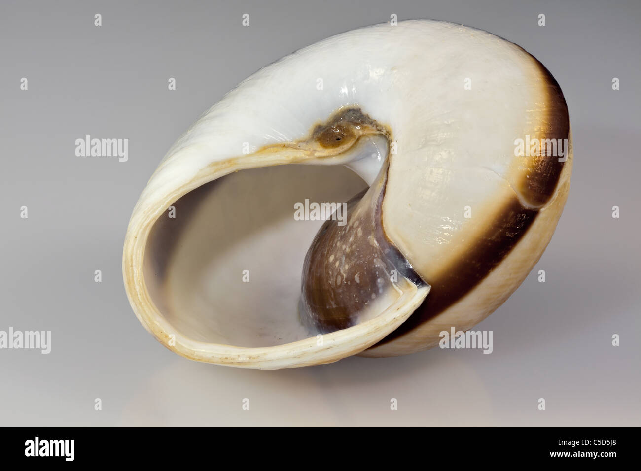 Giant Brown Snail shell Stock Photo - Alamy