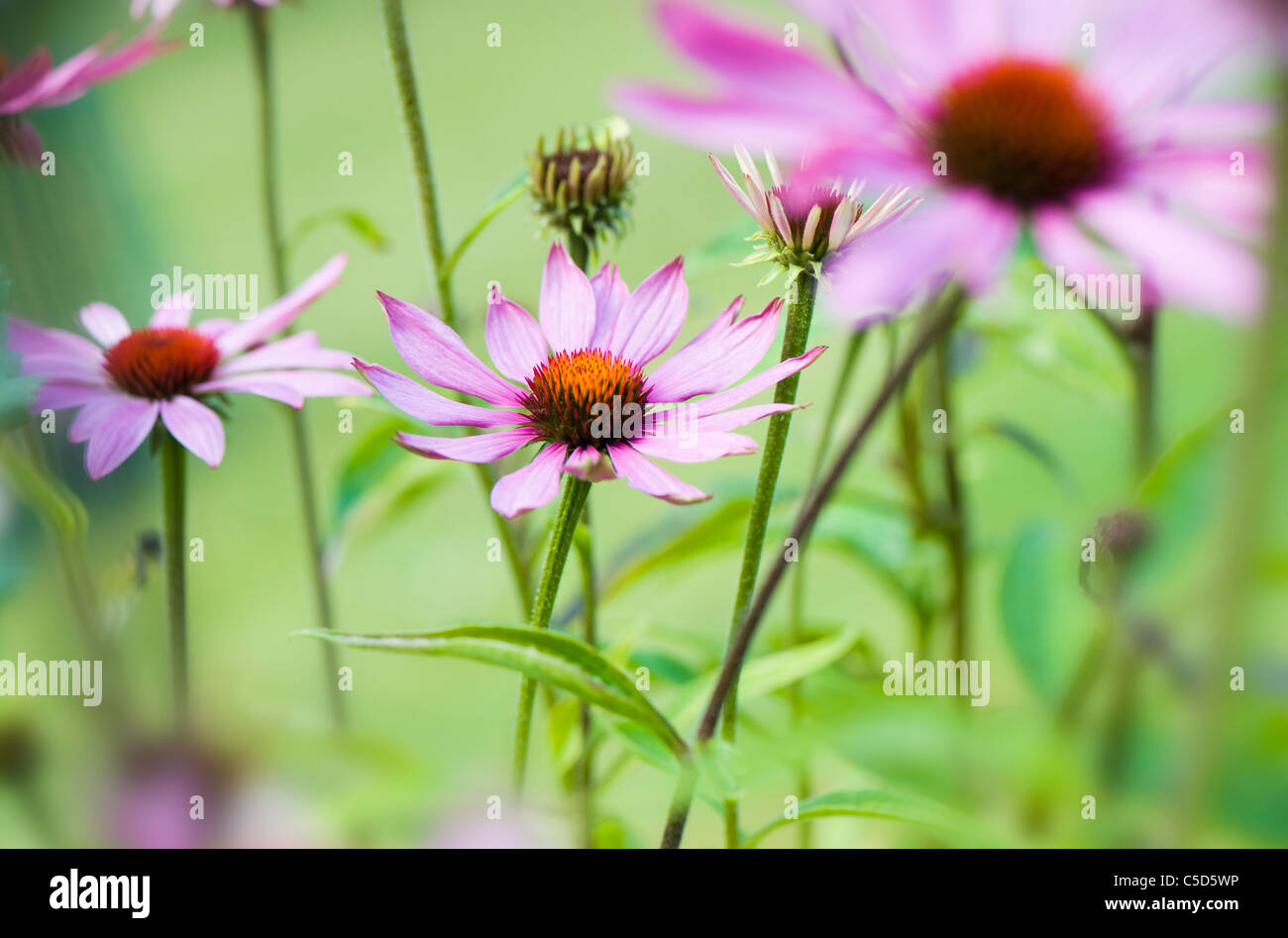 Echinacea purpurea (Eastern purple coneflowers or Purple coneflower ...