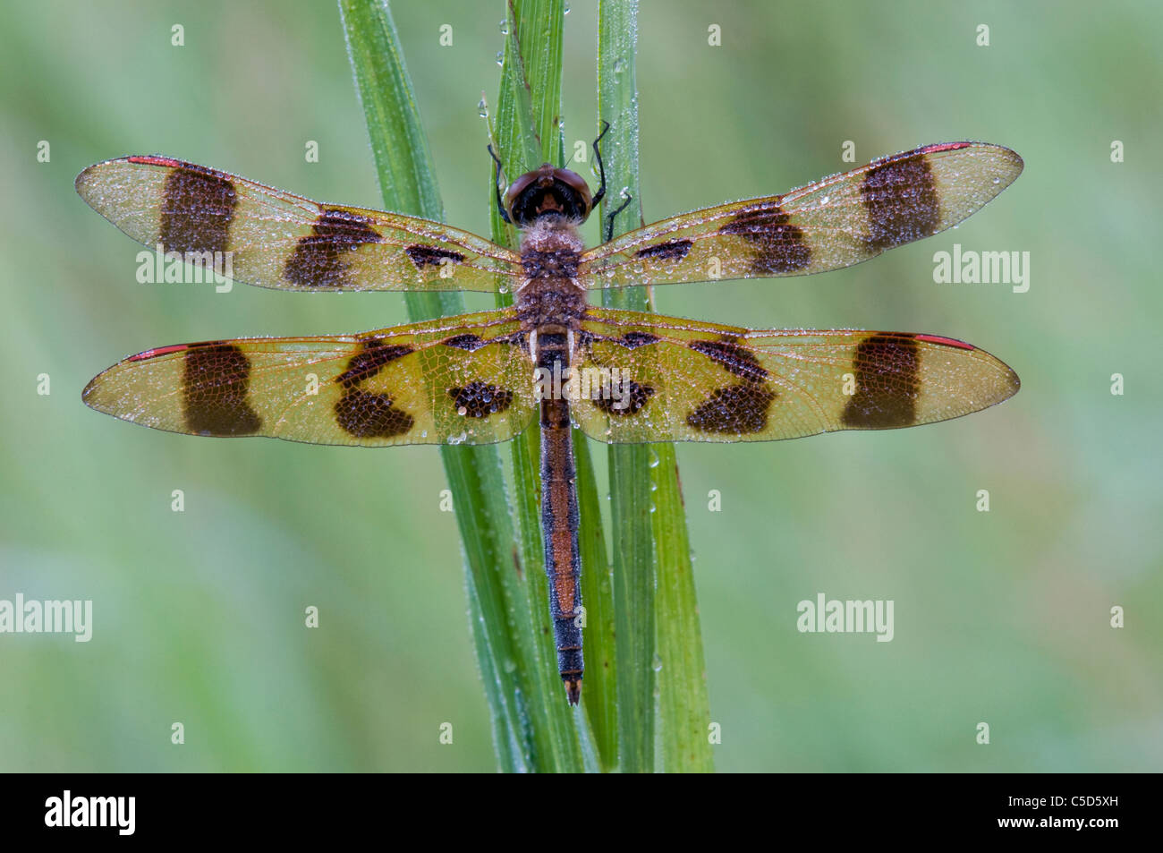Dewy Halloween Pennant Skimmer Dragonfly Celithemis eponina Eastern USA ...