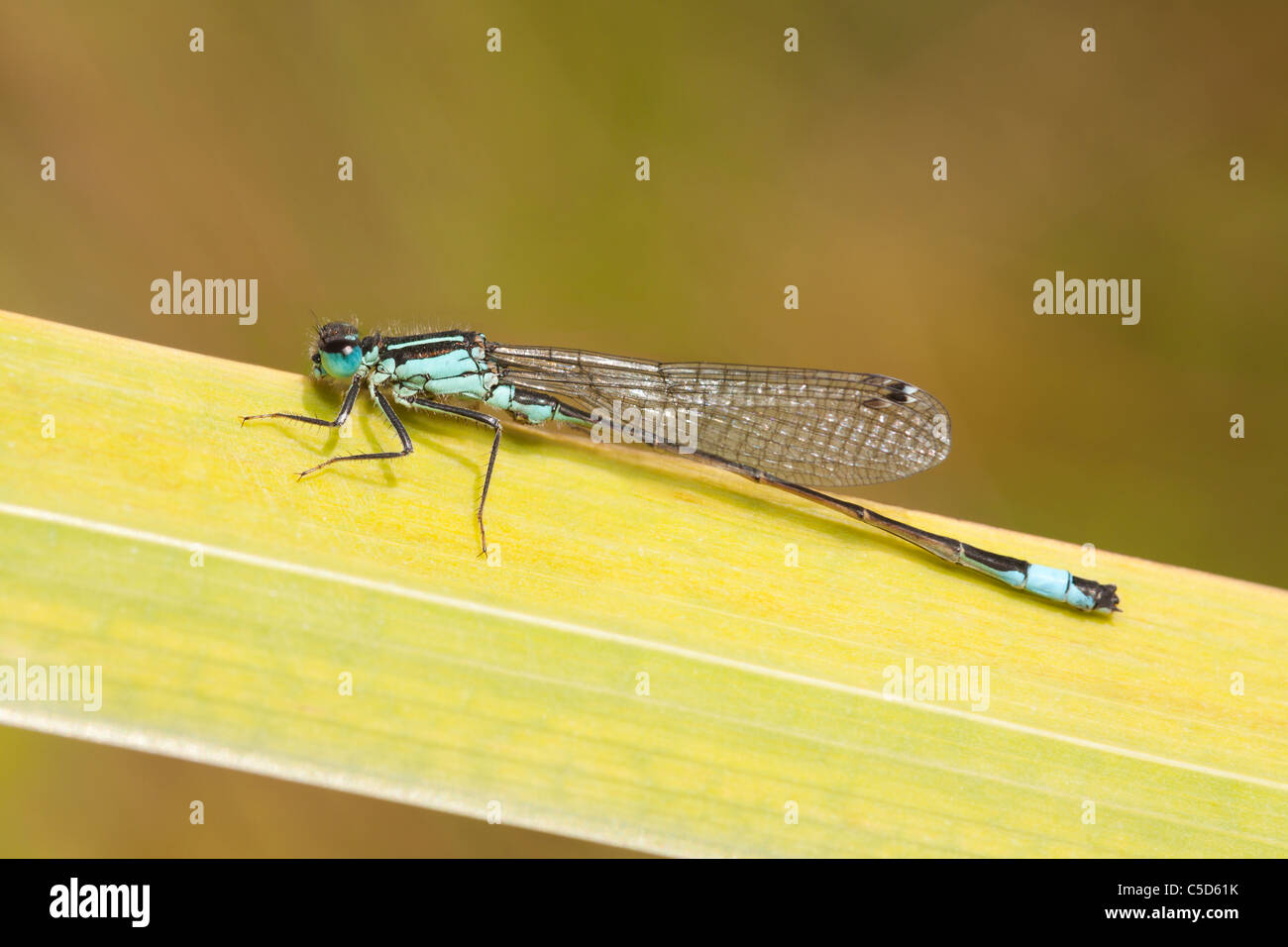 Male damsel fly Stock Photo - Alamy
