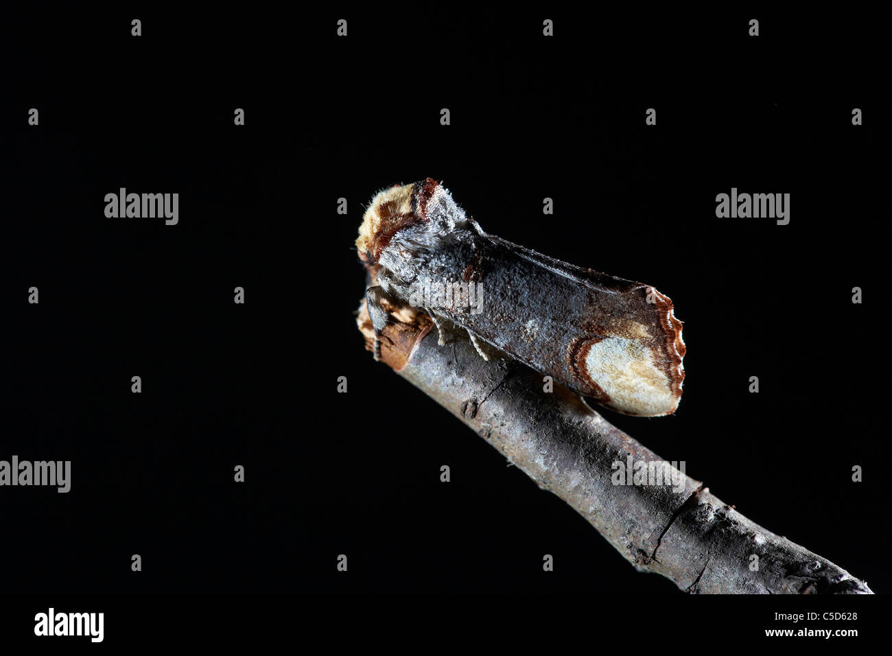 Buff tip, Phalera bucephala moth Stock Photo - Alamy