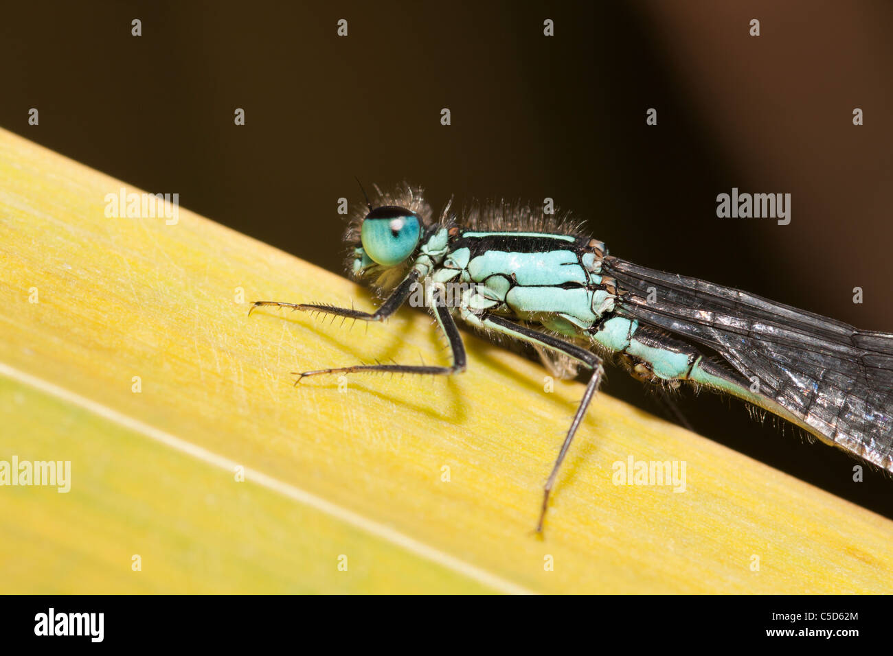 Close up of head and thorax of damsel fly Stock Photo - Alamy