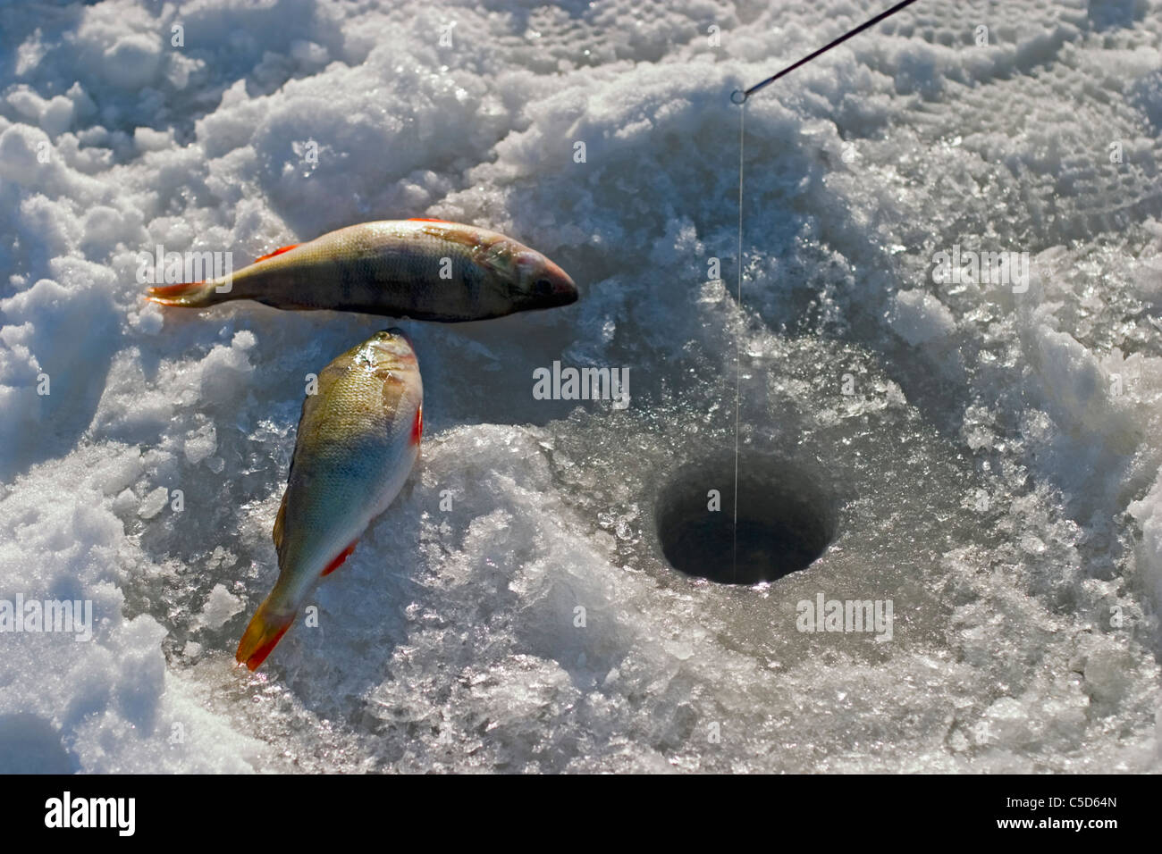 Fish in its hole hi-res stock photography and images - Alamy
