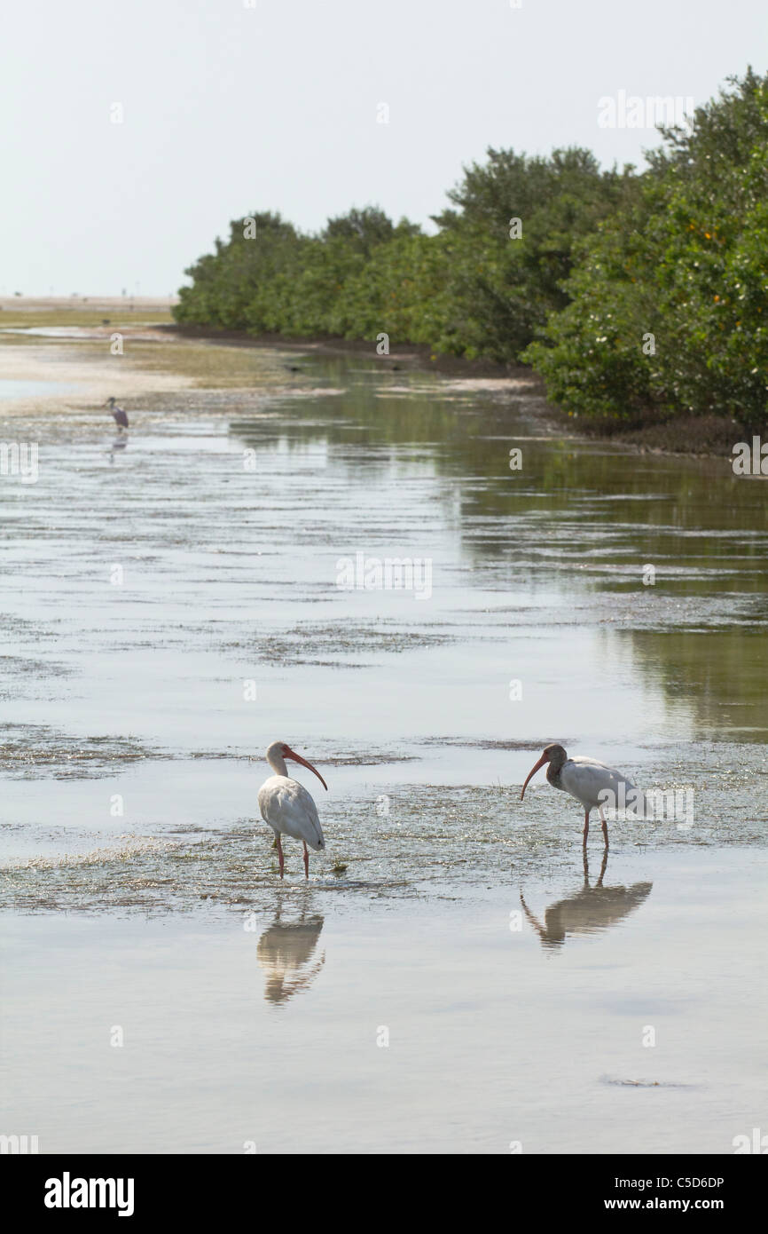 Wading birds search the seagrass beds for food during low tide in the ...