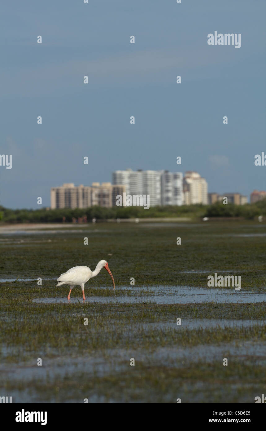Wading birds search the seagrass beds for food during low tide in the ...