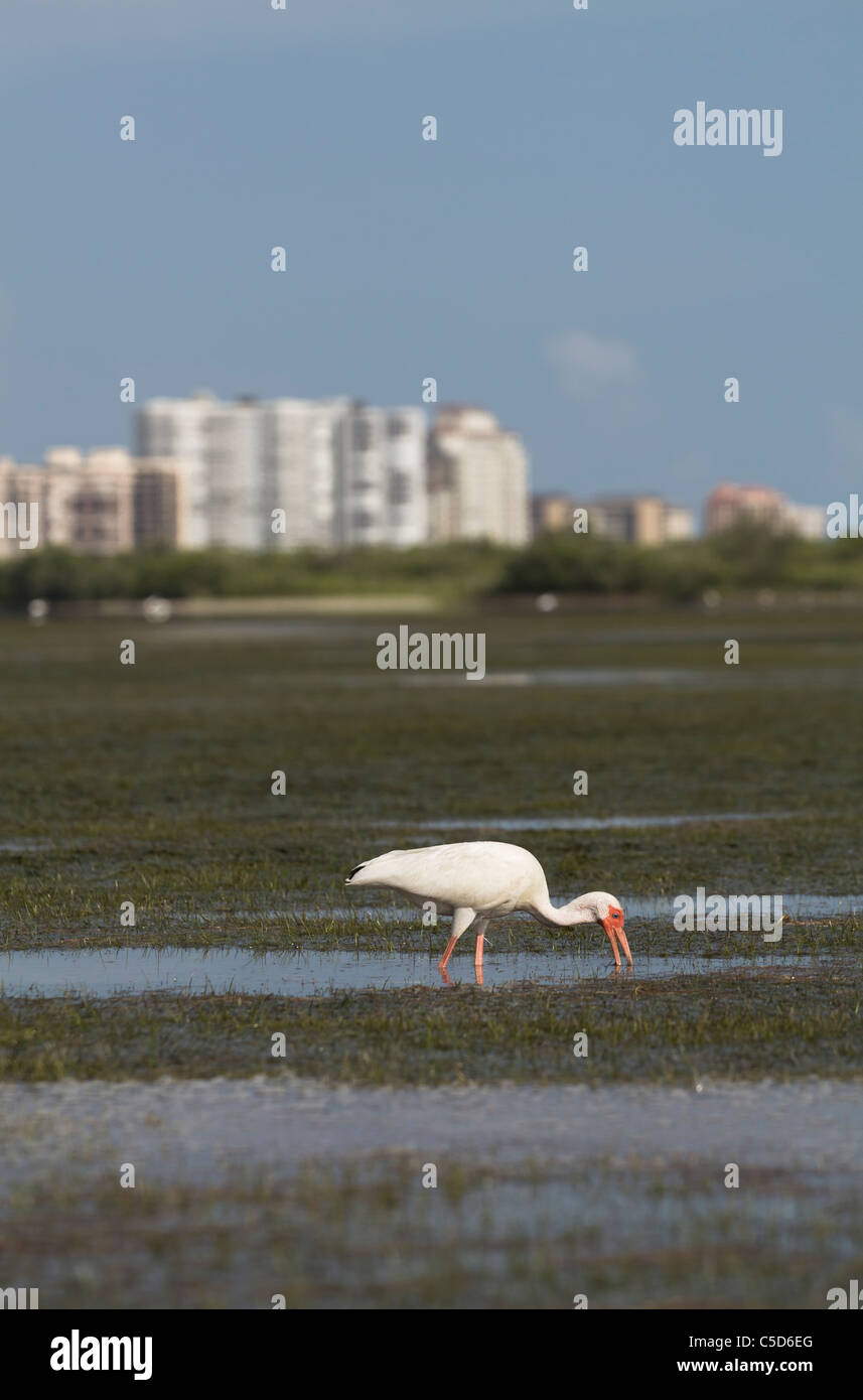 Wading birds search the seagrass beds for food during low tide in the ...