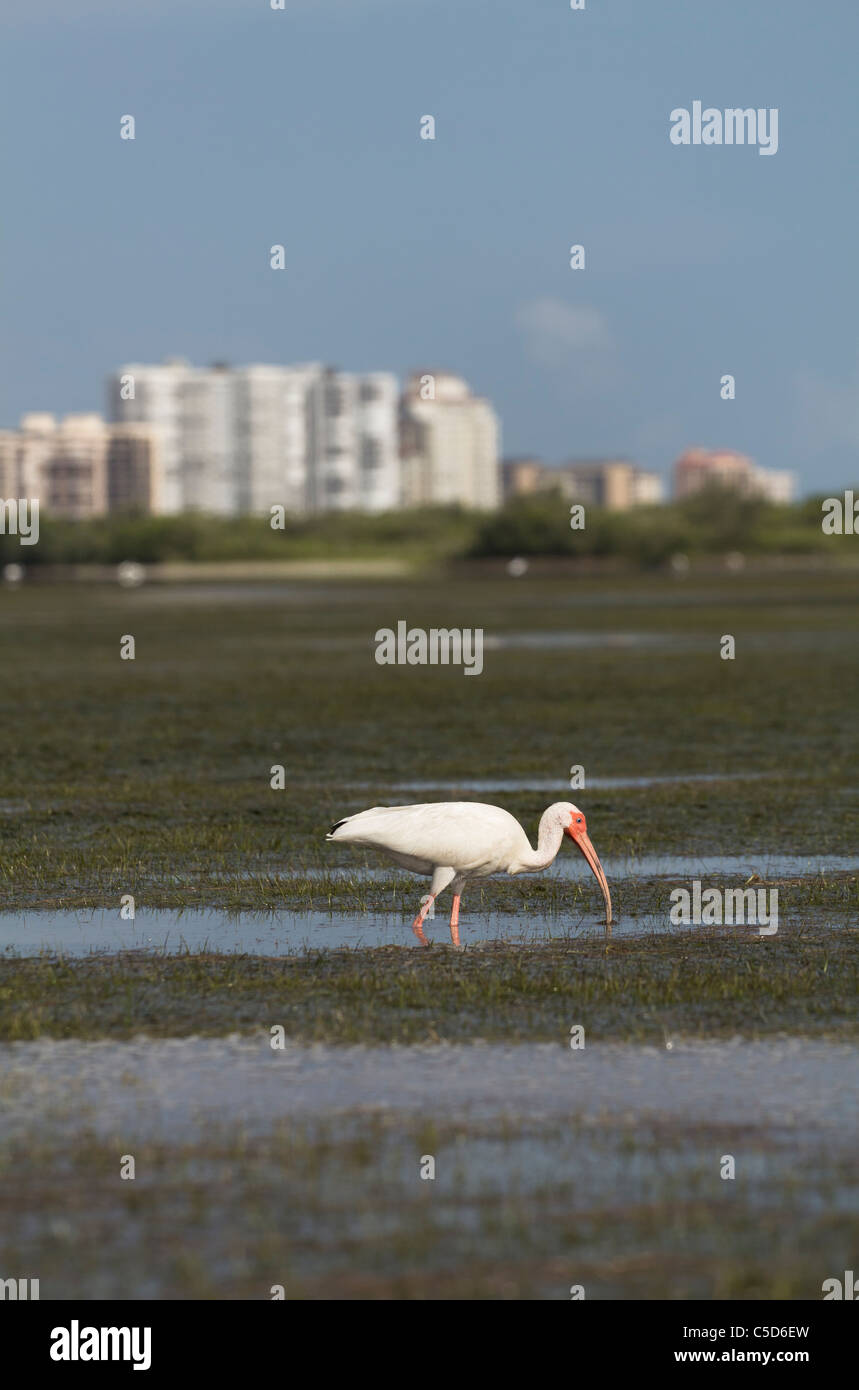 Wading birds search the seagrass beds for food during low tide in the ...