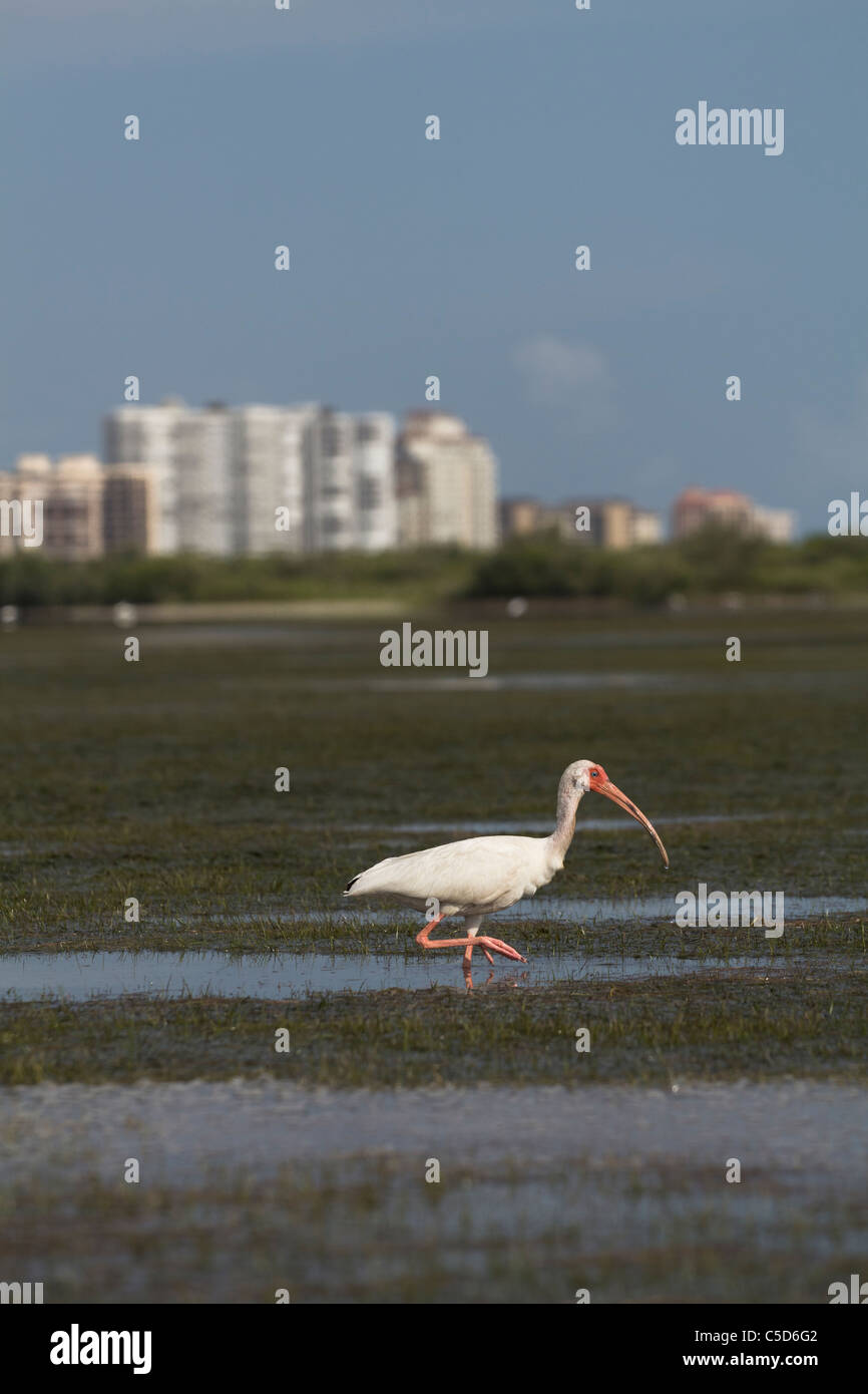 Wad bird hi-res stock photography and images - Alamy