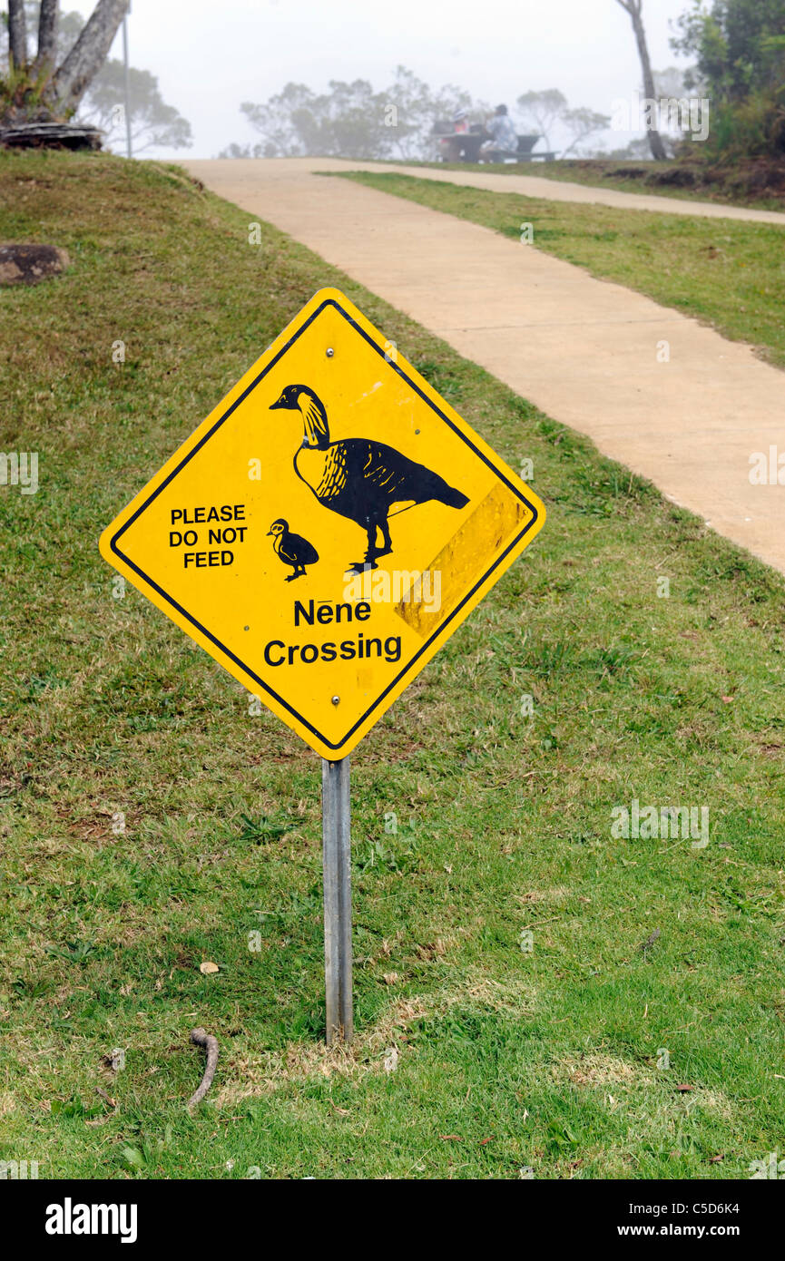 Nene goose crossing hi-res stock photography and images - Alamy