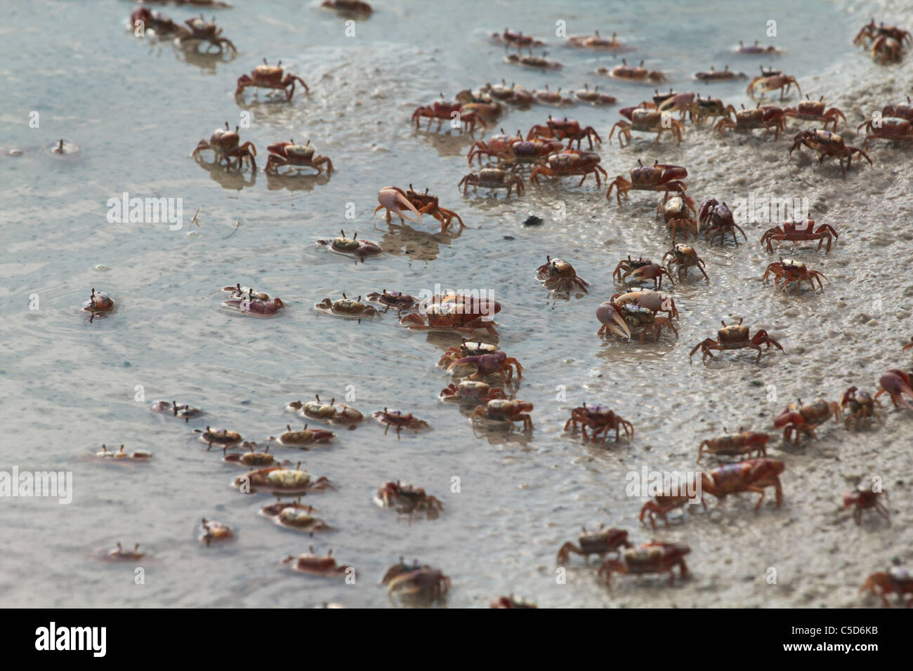 Many Fiddler crabs in the water of the lagoon at Tigertail Beach Stock ...