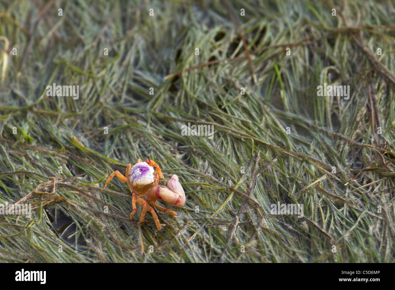 Fiddler crabs on the seagrass of the lagoon at Tigertail Beach Stock ...