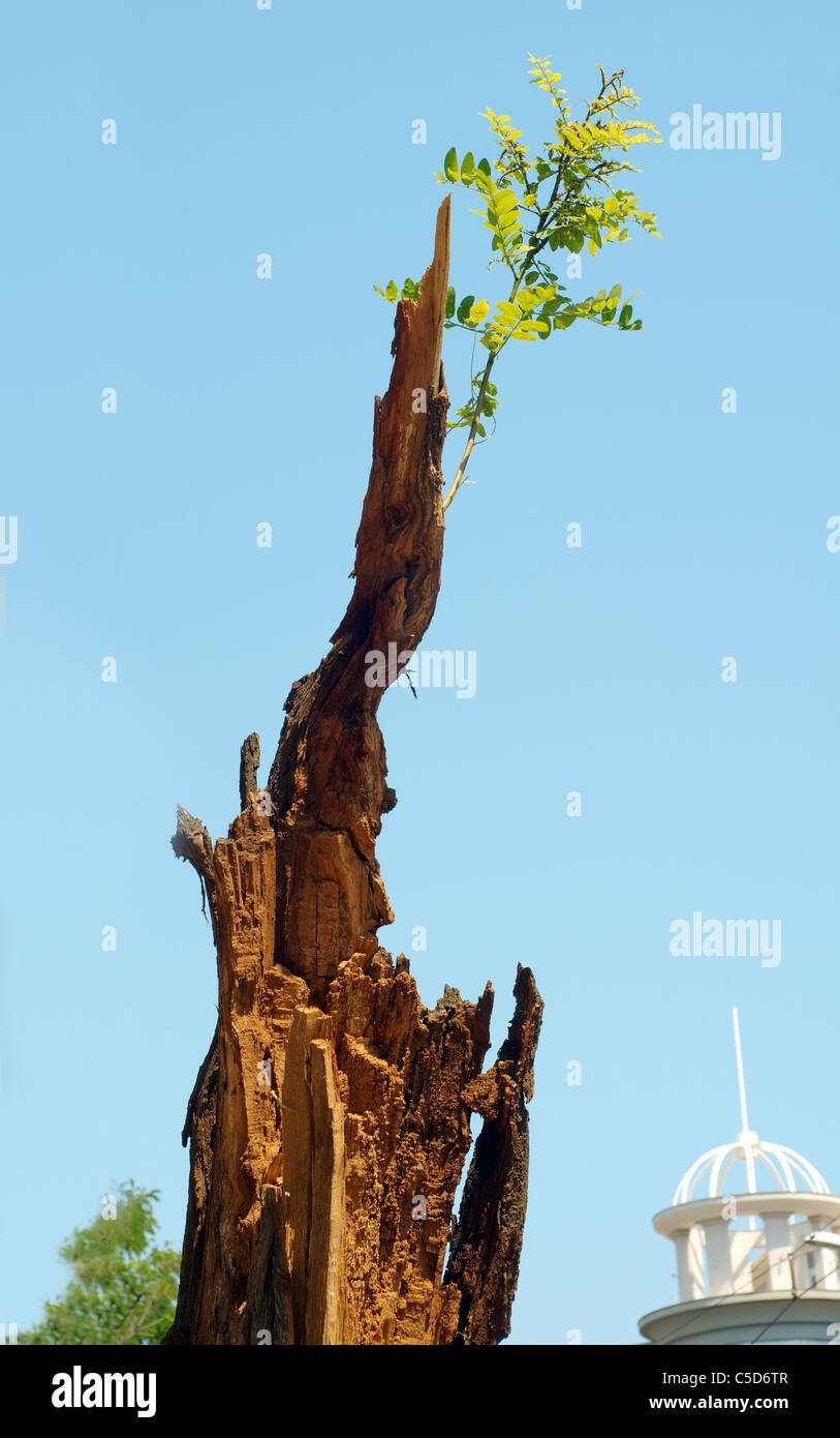 Old acacia tree hi-res stock photography and images - Alamy