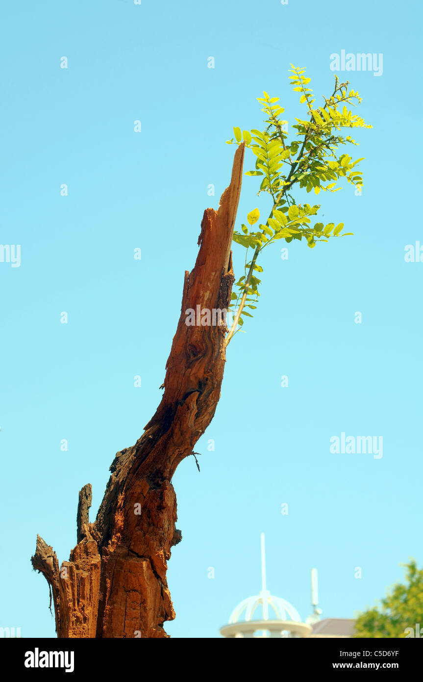 Bark old acacia tree hi-res stock photography and images - Alamy