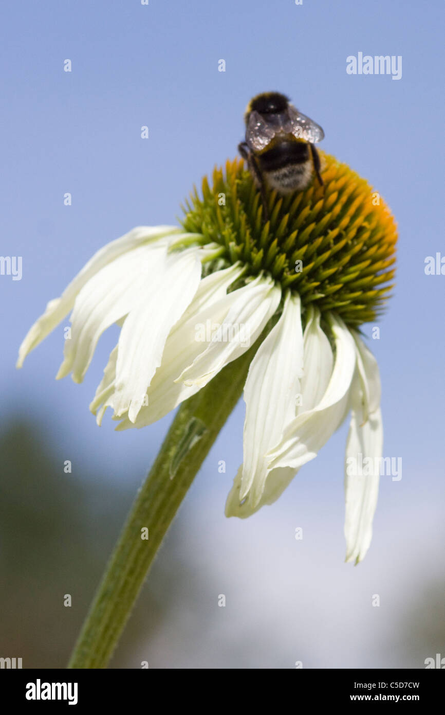 Echinacea purpurea 'White Swan' with a Honey Bee collecting Nectar ...