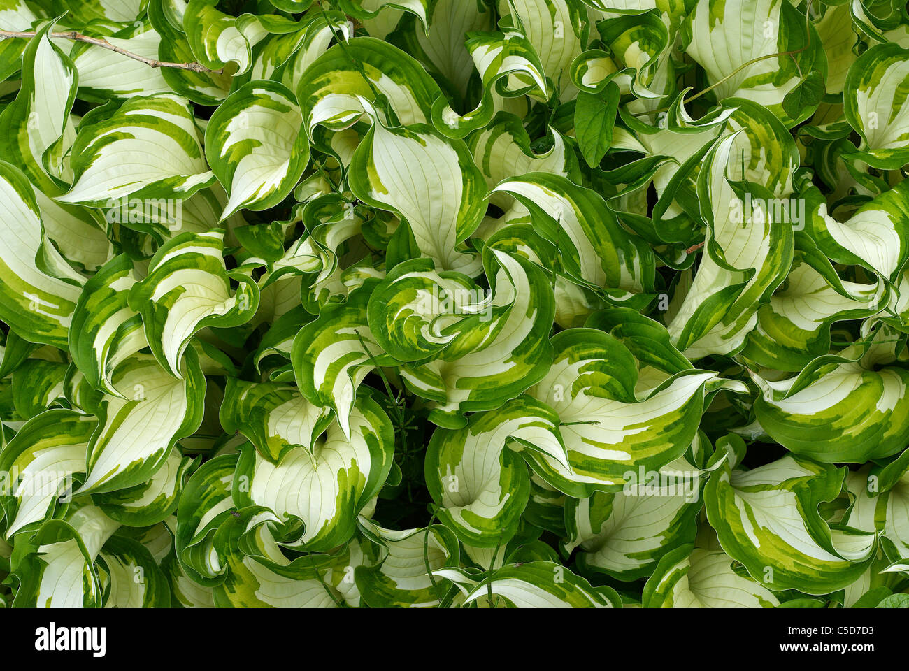 Twisted Leaves High Resolution Stock Photography and Images - Alamy