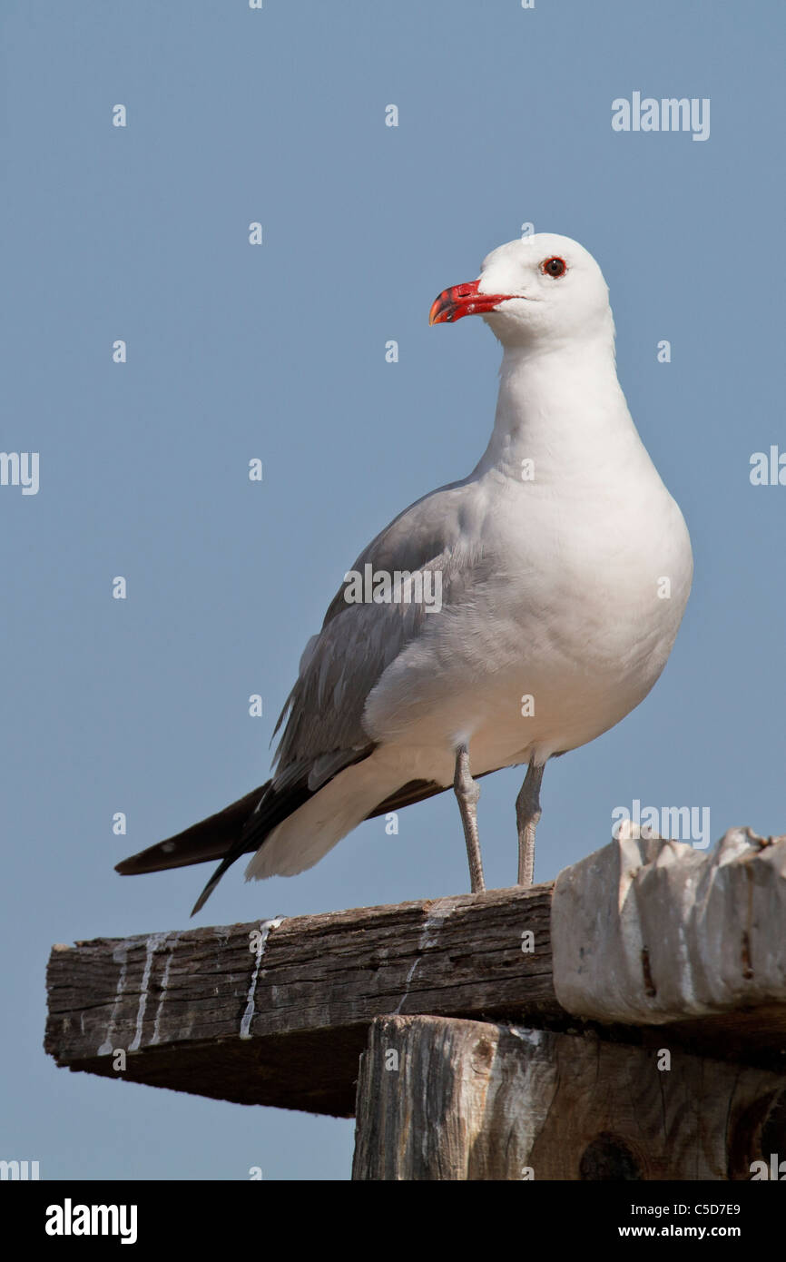 Laridas hi-res stock photography and images - Alamy