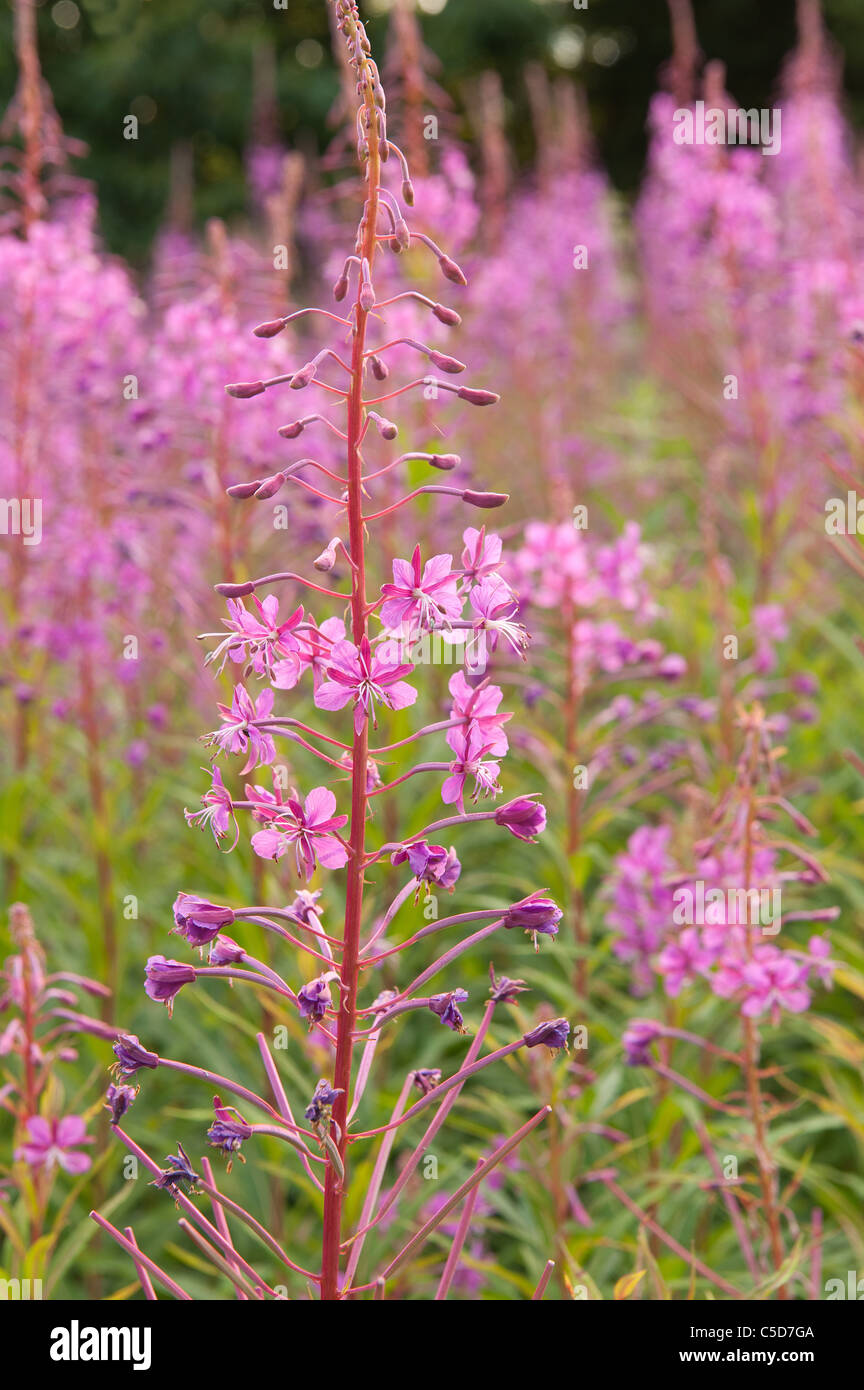 Rosebay Willowherb Epilobium angustifolium Fireweed Bombweed perennial herbaceous plant ...