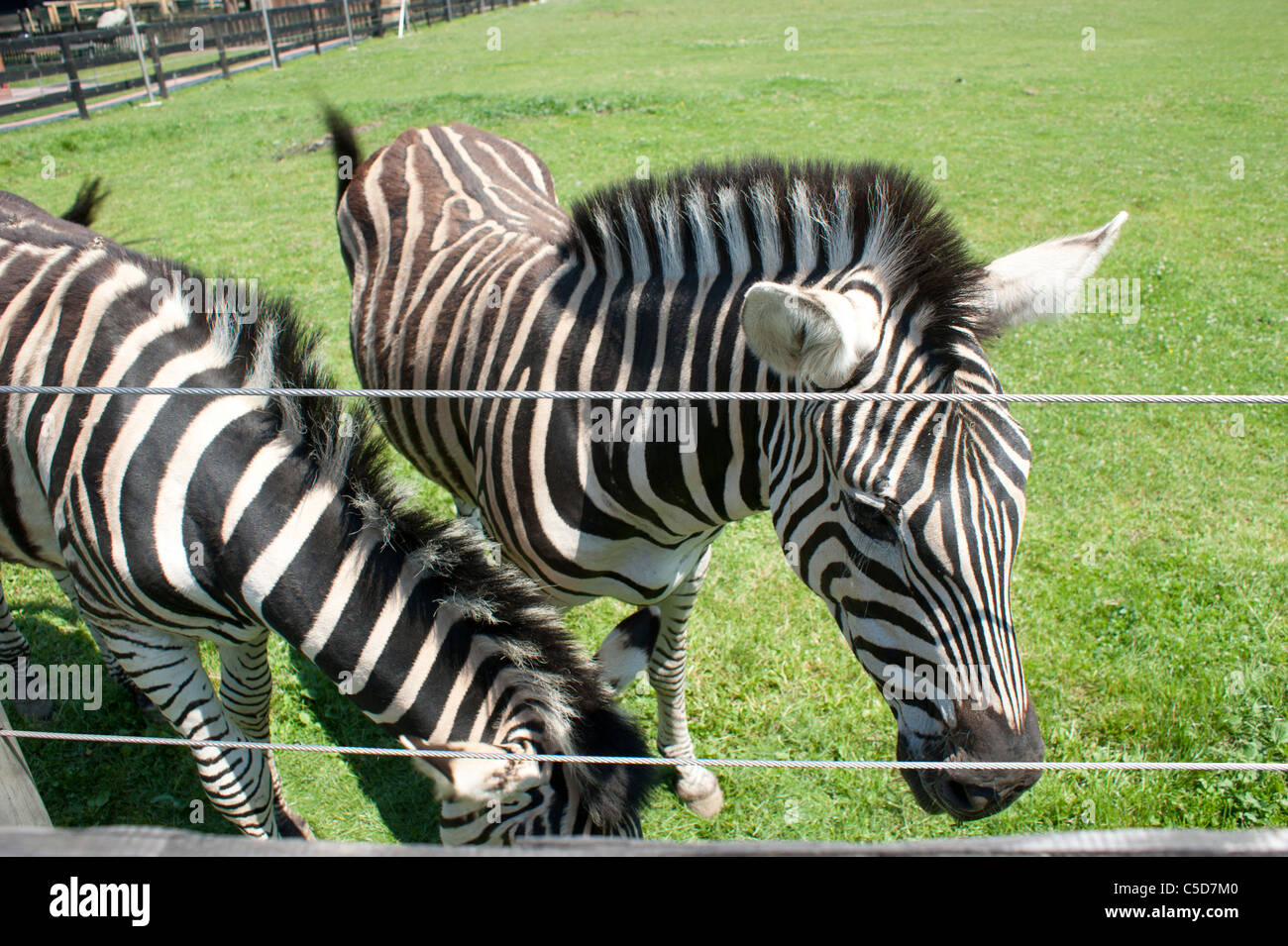 Zoo zebras hi-res stock photography and images - Alamy